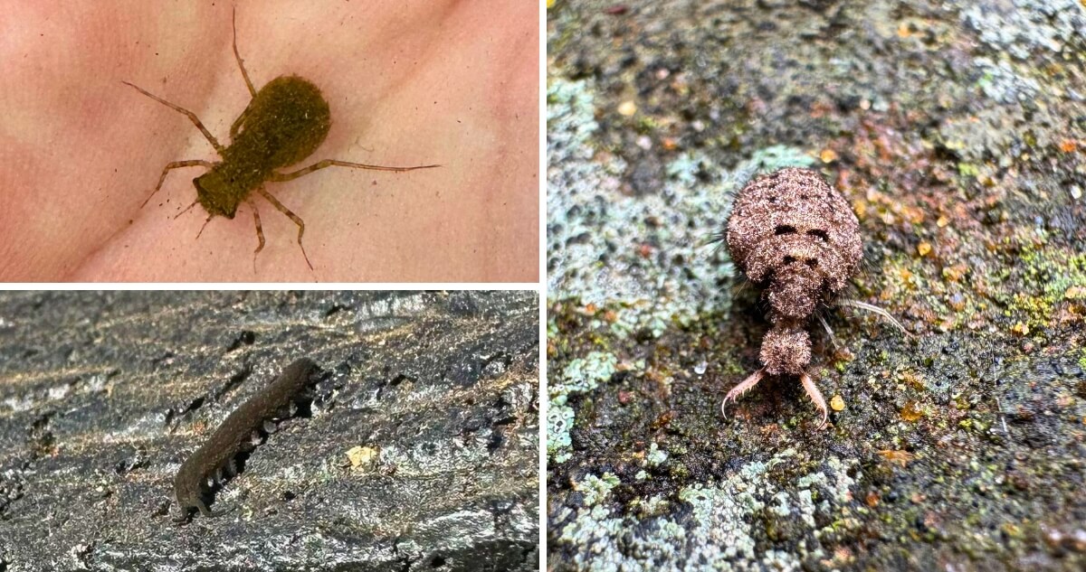 Mini-monsters | Sydney Olympic Park