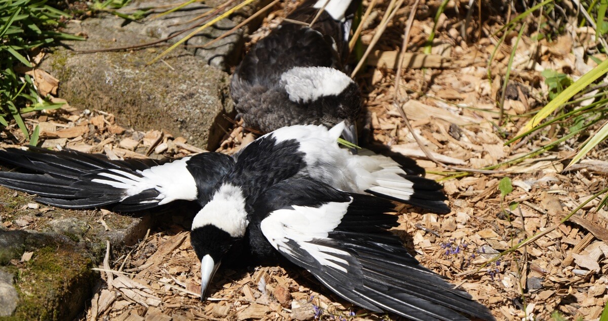 Birds behaving strangely | Sydney Olympic Park Birds behaving strangely | Sydney Olympic Park