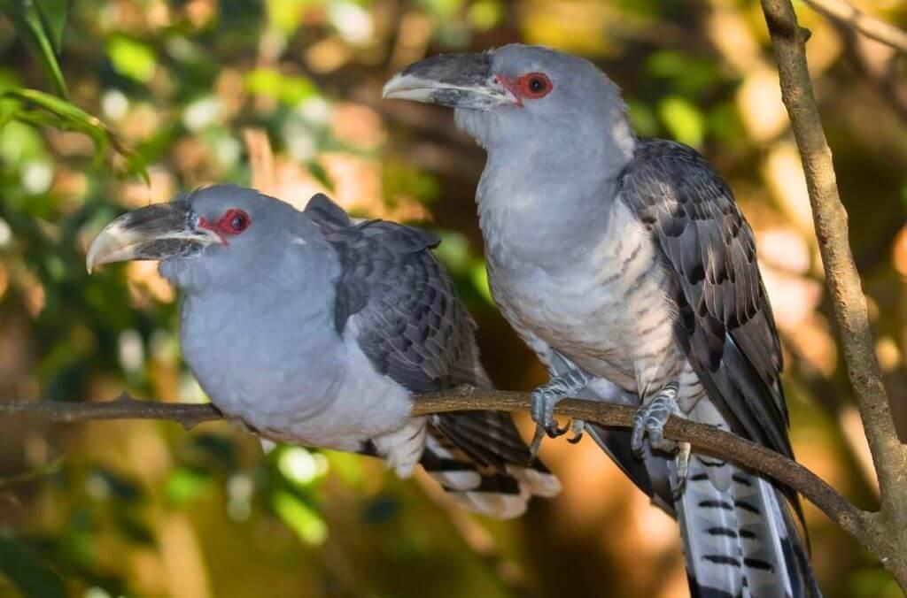 Channel-billed Cuckoo | Sydney Olympic Park