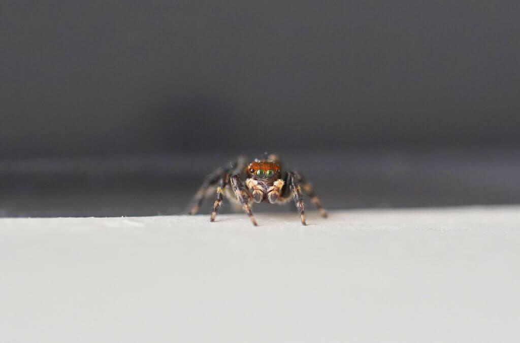 Jumping spiders - tiny, cute and famous | Sydney Olympic Park