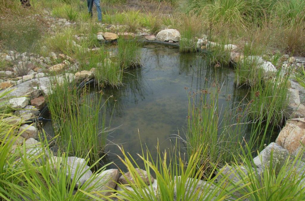 Mega value of Microhabitats | Sydney Olympic Park
